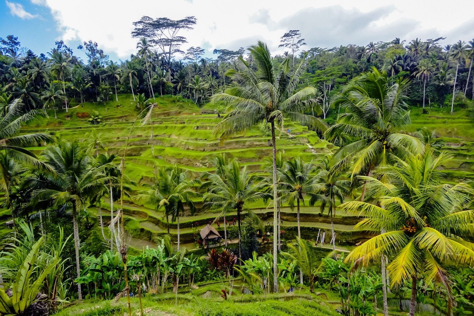 Explore Tegalalang Rice Terrace and Tegenungan Waterfall - Toya Mesari Bali